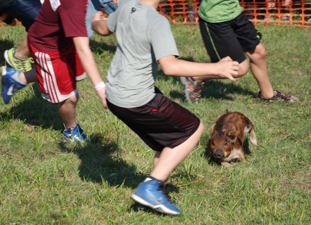 Pig Scramble – Harmony Free Fair